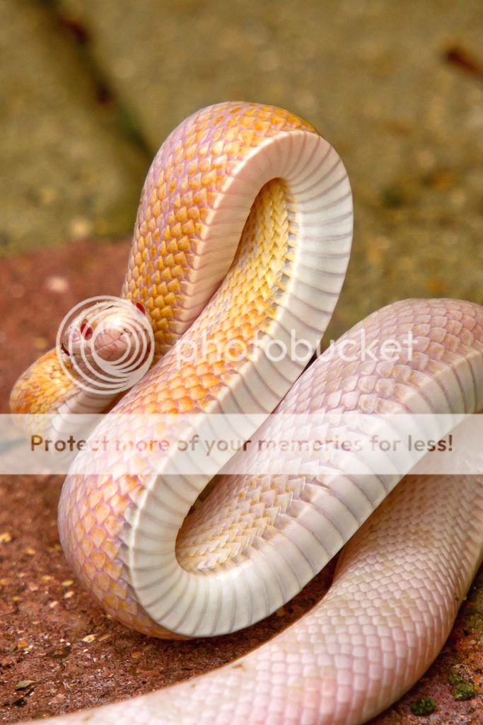 What the hell is this!!?? - UK Airshow Review Forums