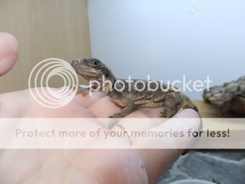 3 baby chuckwallas for sale | Reptile Forums