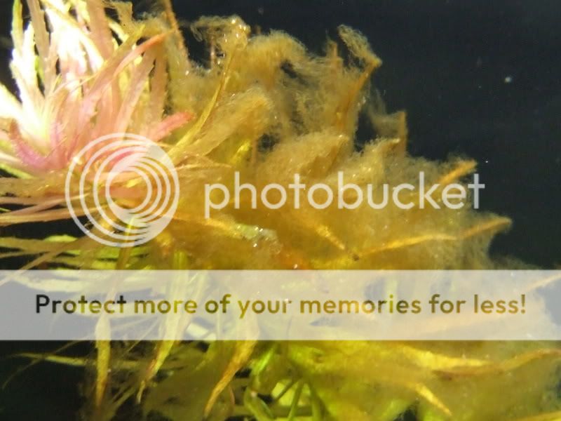 What is this brown stringy algae? | Aquatic Plant Forum