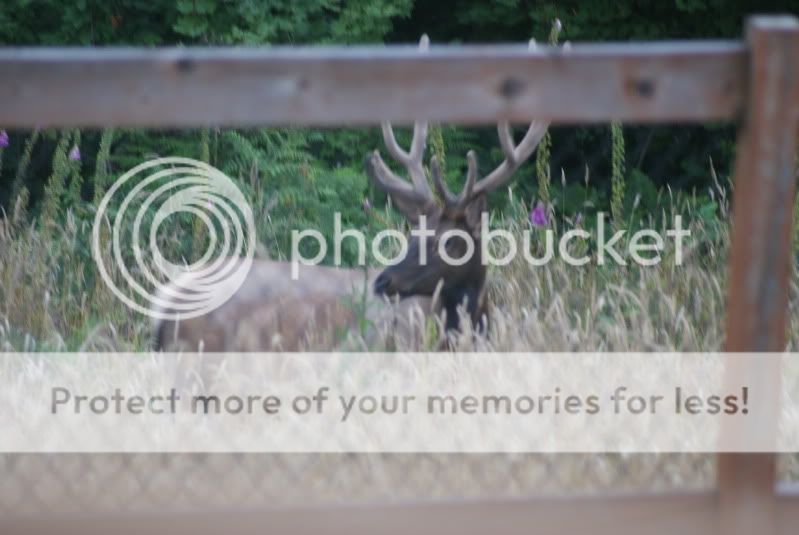 I just caught a 6x6 elk bull lounging in the moonlight on my lawn at ...