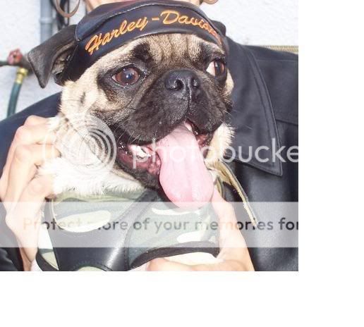 Pug lovers unite!! | Puppy Forum and Dog Forums