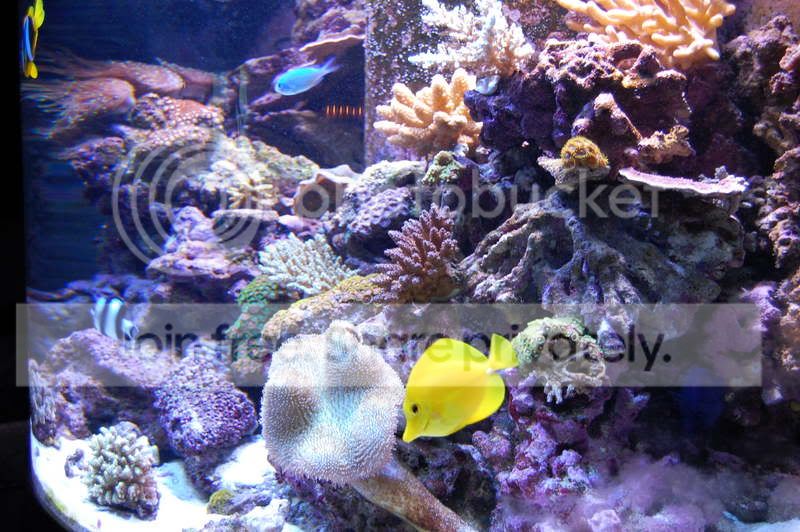 Half Circle Reef Tank | Reef2Reef